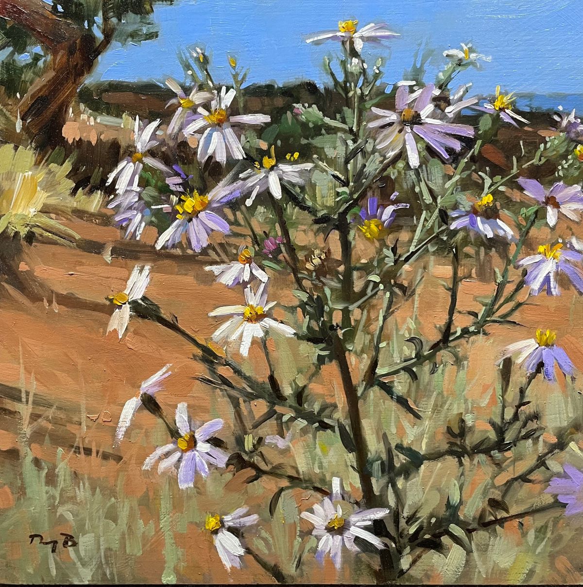 Tahoka Daisy – Torrey Gallery